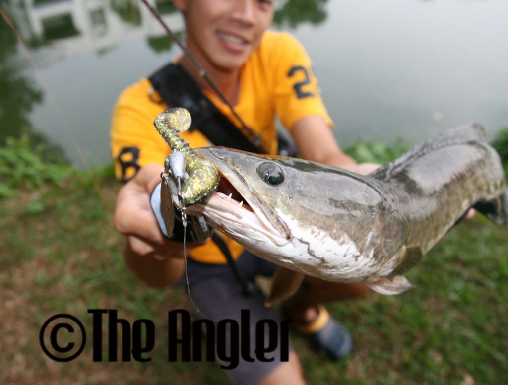 102: Haruan Or Striped Snakehead Fishing - The Angler