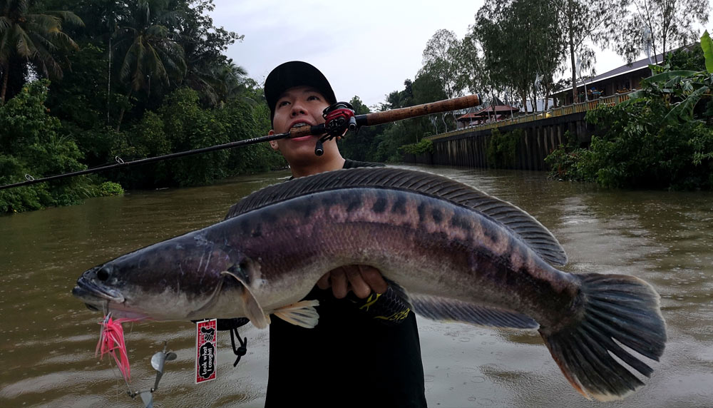 79: Fishing Toman In Kedah, Malaysia - The Angler